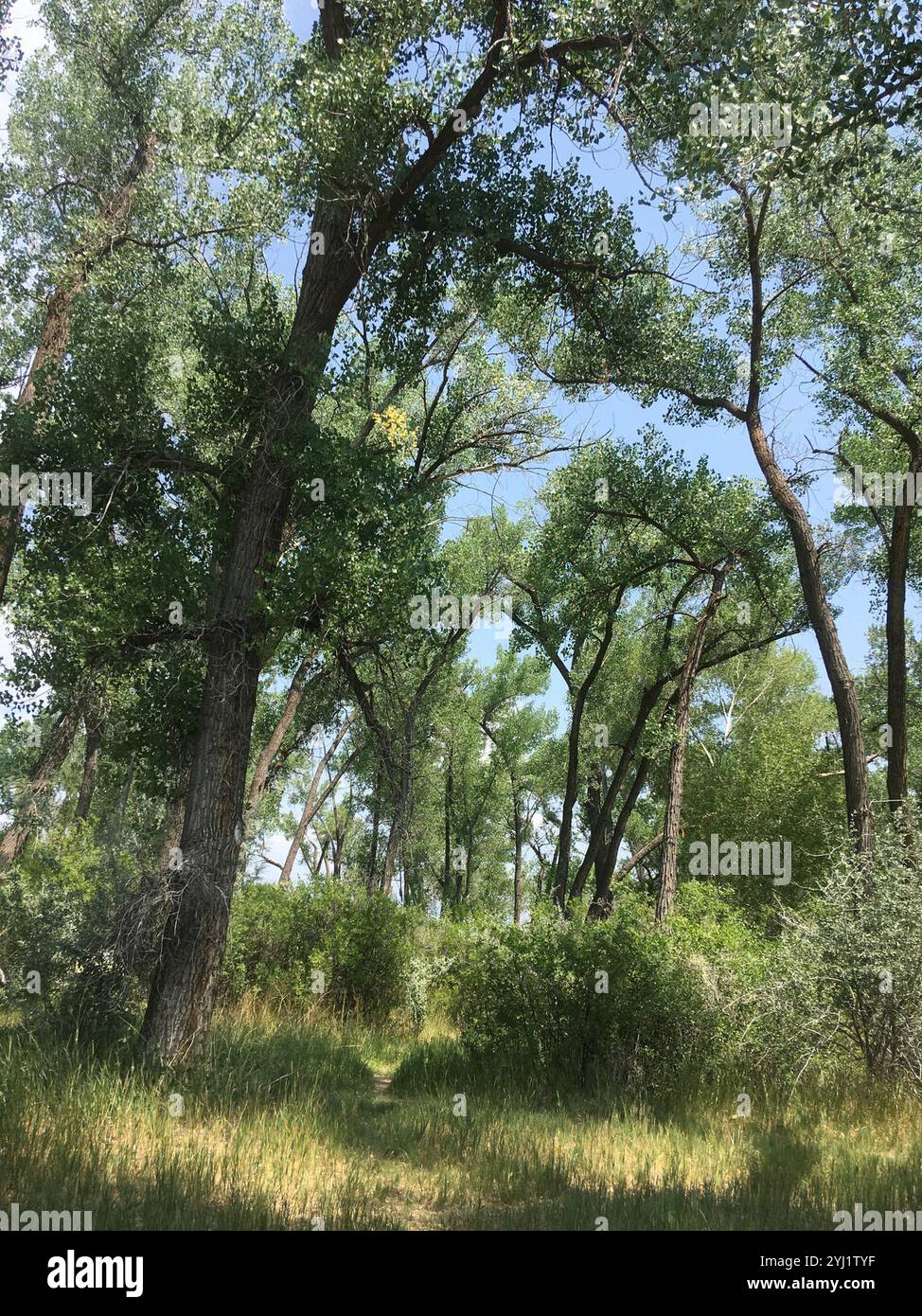 Fremont Cottonwood (Populus fremontii Stock Photo - Alamy