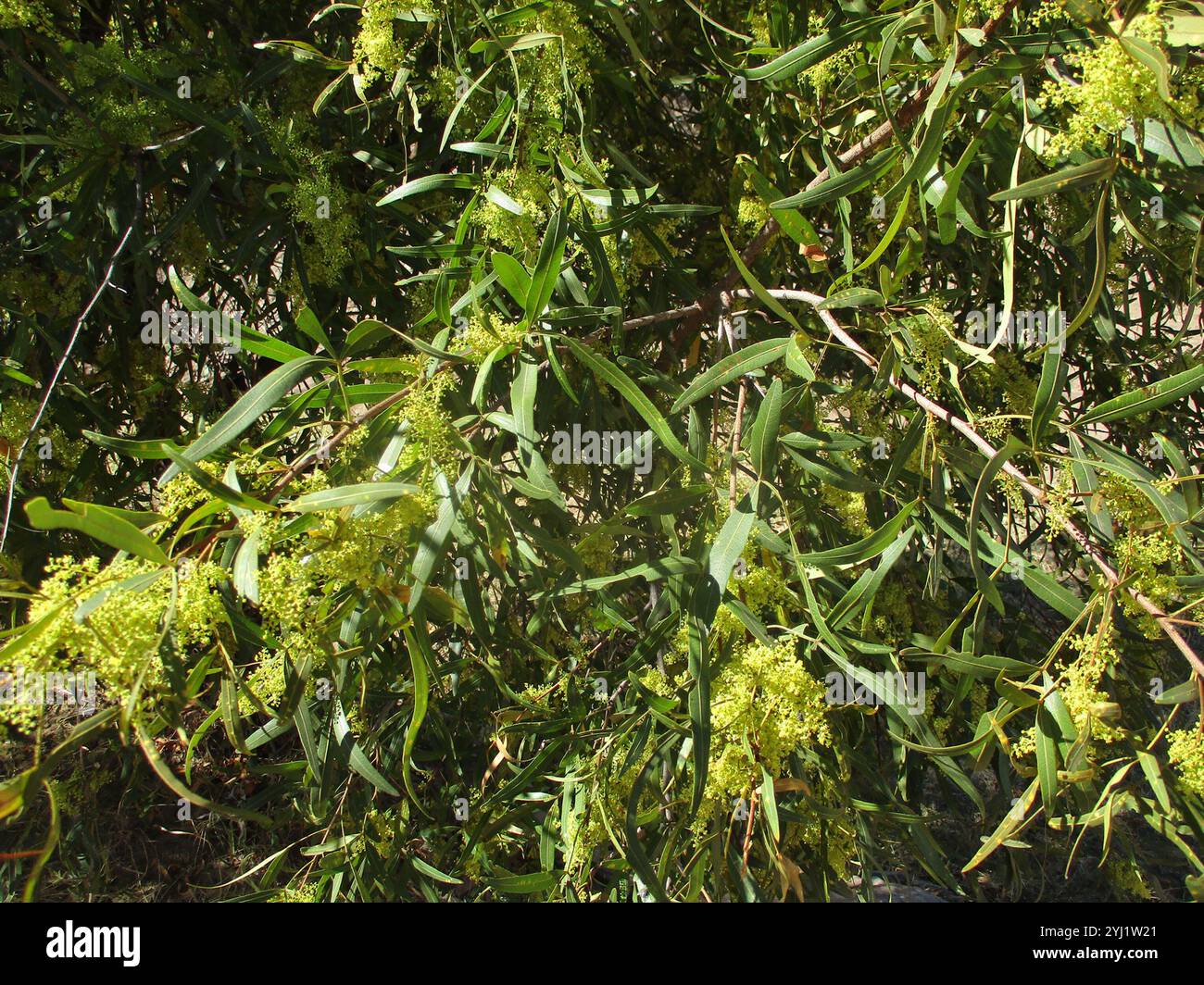 african sumac (Searsia lancea Stock Photo - Alamy