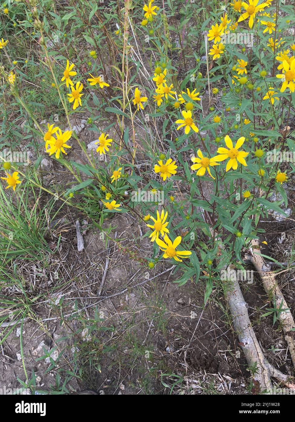 Showy goldeneye hi-res stock photography and images - Alamy