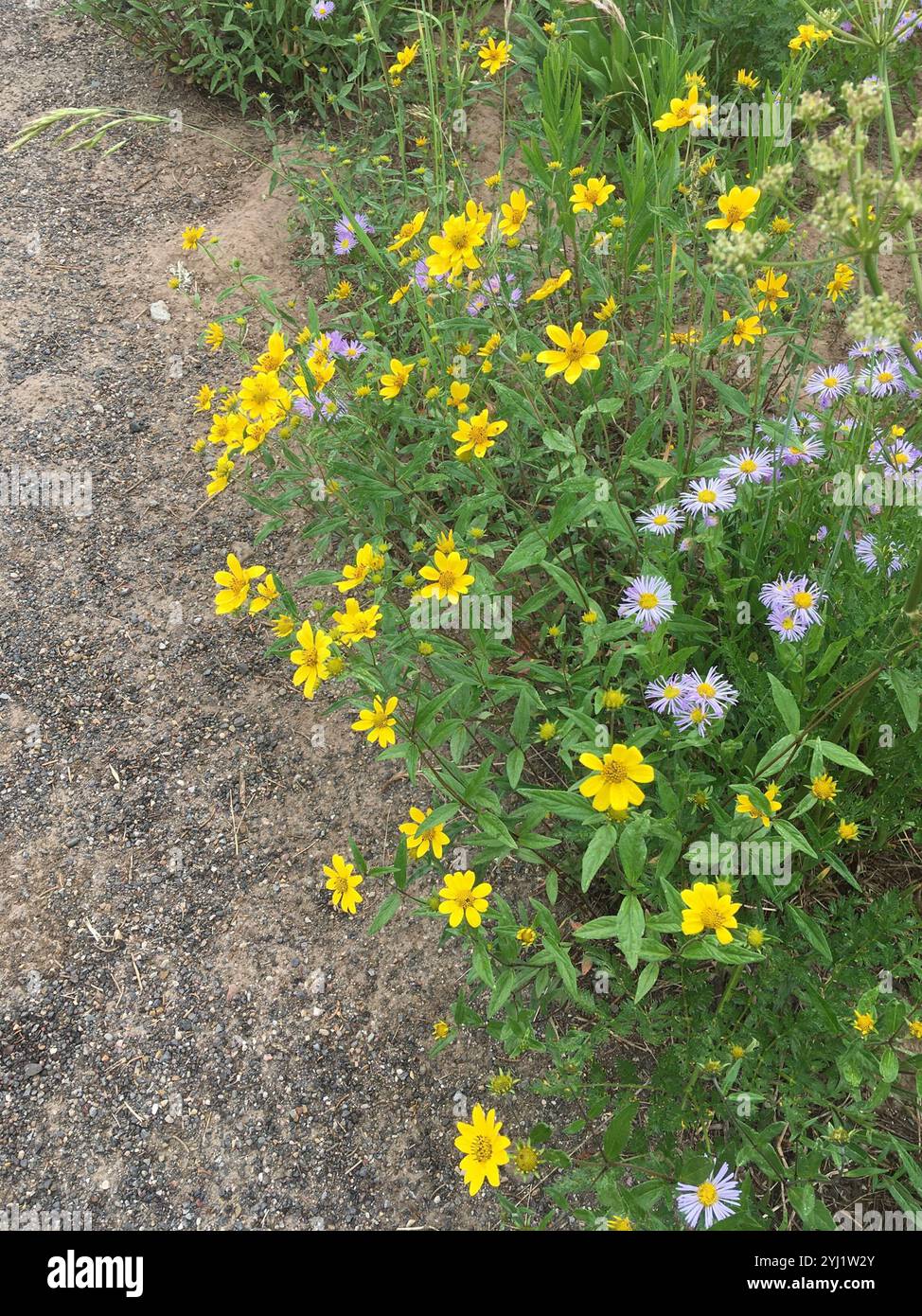 showy goldeneye (Heliomeris multiflora Stock Photo - Alamy