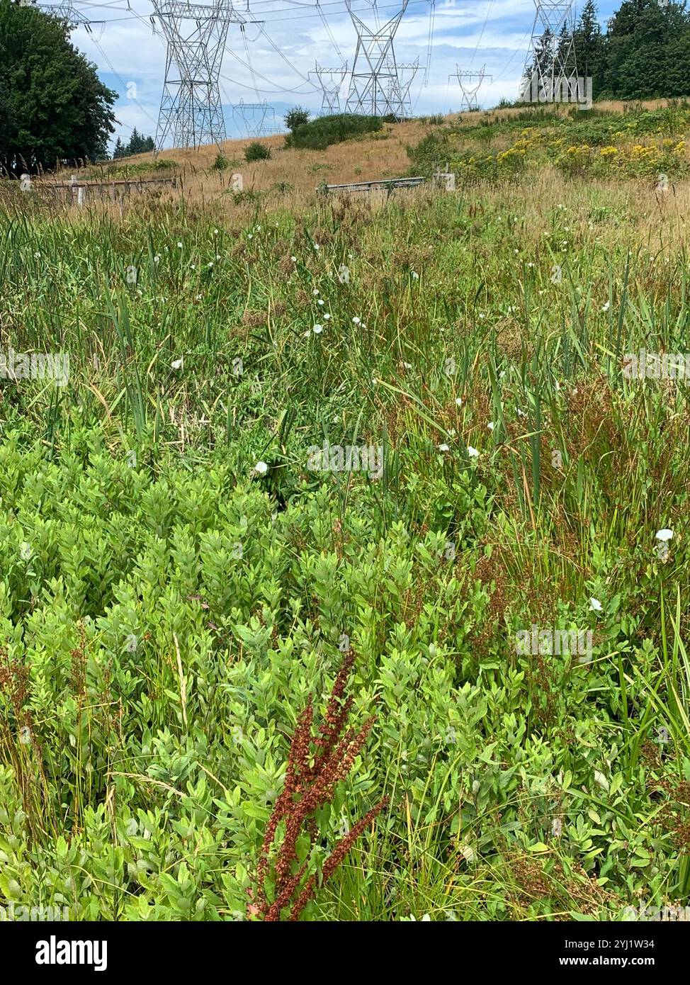 creeping hedge bindweed (Calystegia sepium angulata Stock Photo - Alamy