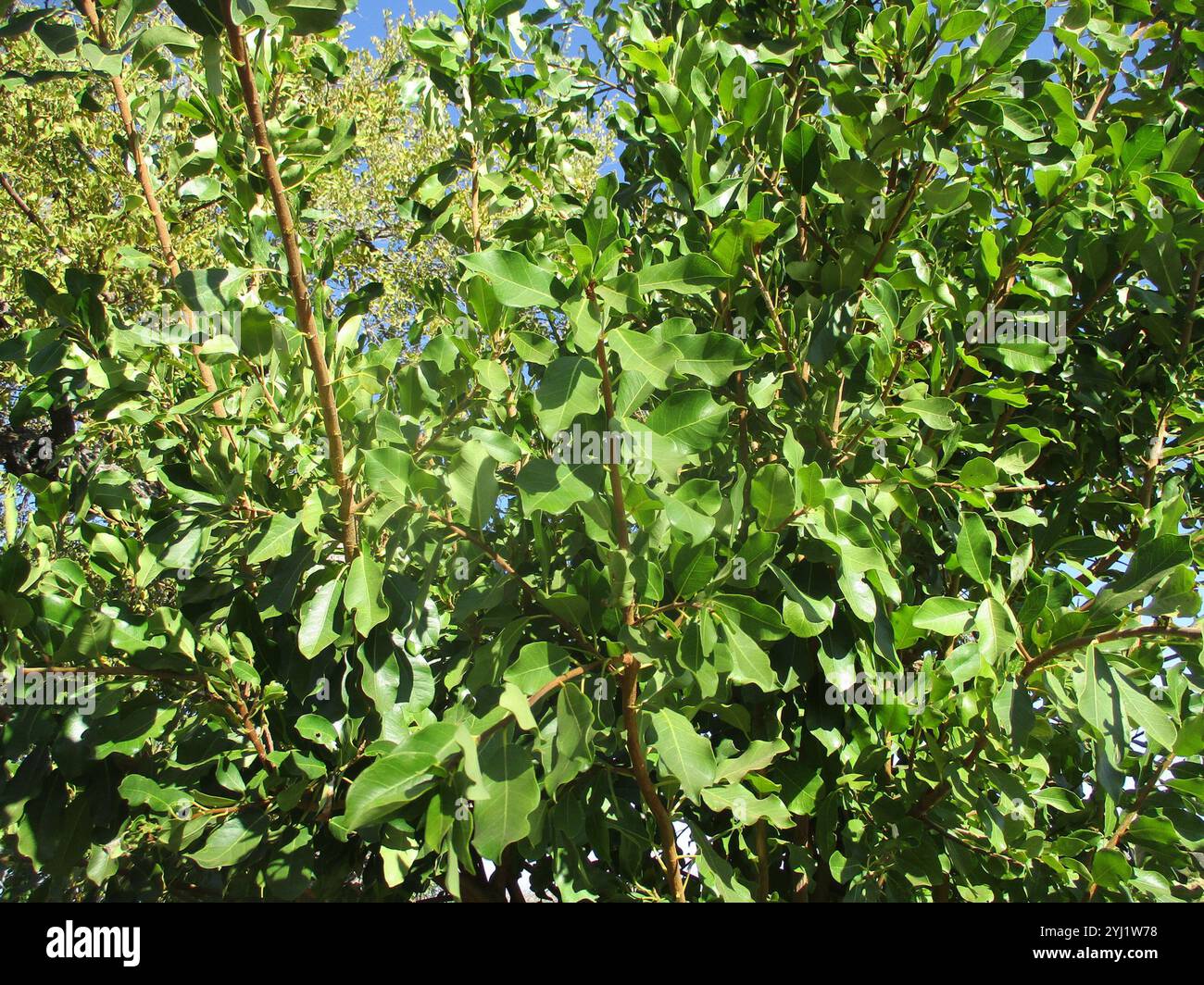 Common Wild Fig (Ficus burkei Stock Photo - Alamy