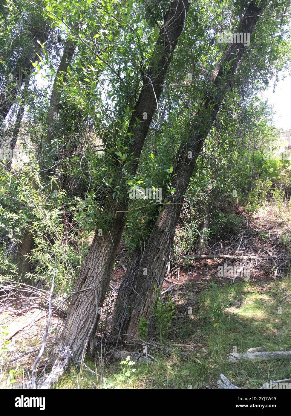 Narrowleaf Cottonwood (Populus angustifolia Stock Photo - Alamy