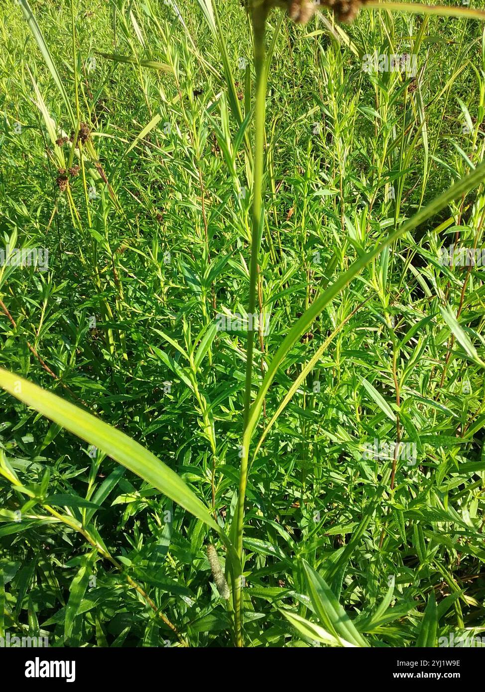 dark green bulrush (Scirpus atrovirens Stock Photo - Alamy