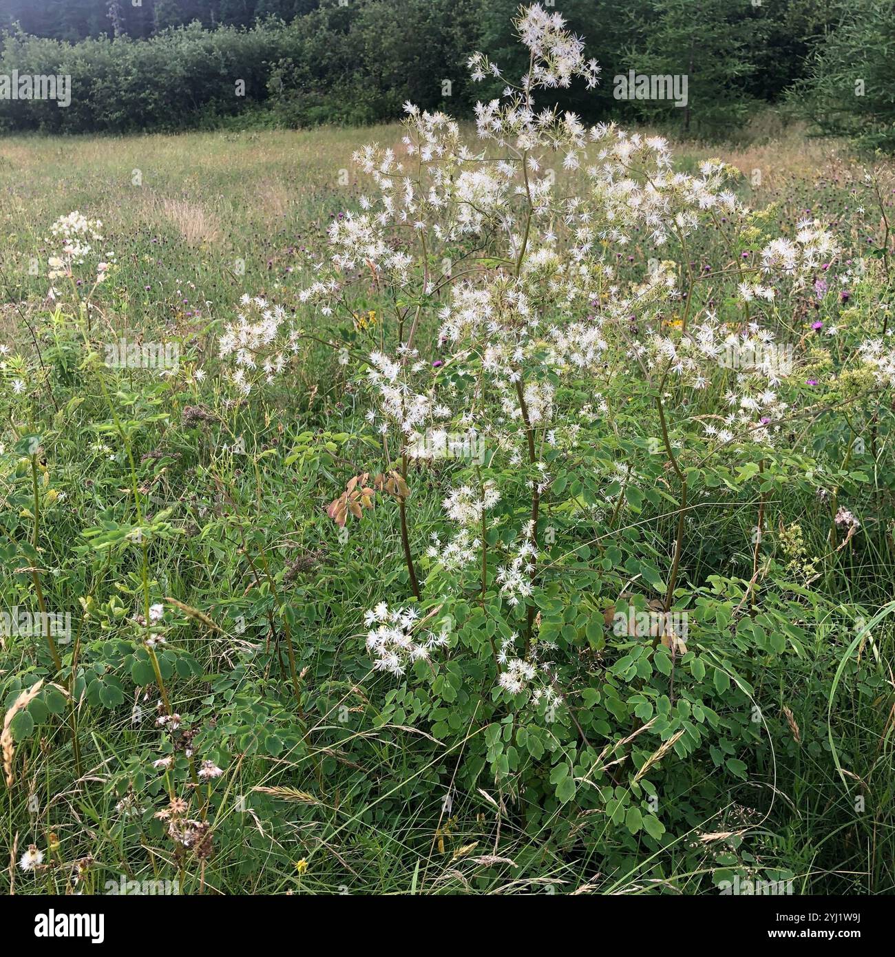 tall meadow-rue (Thalictrum pubescens Stock Photo - Alamy