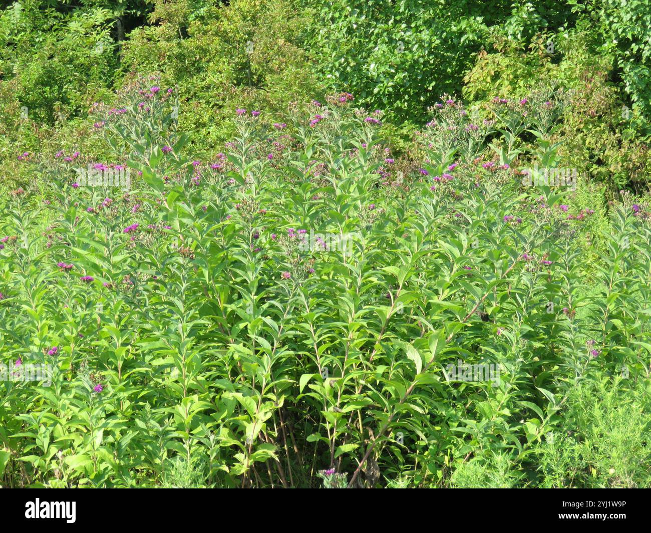 Western Ironweed (Vernonia baldwinii Stock Photo - Alamy
