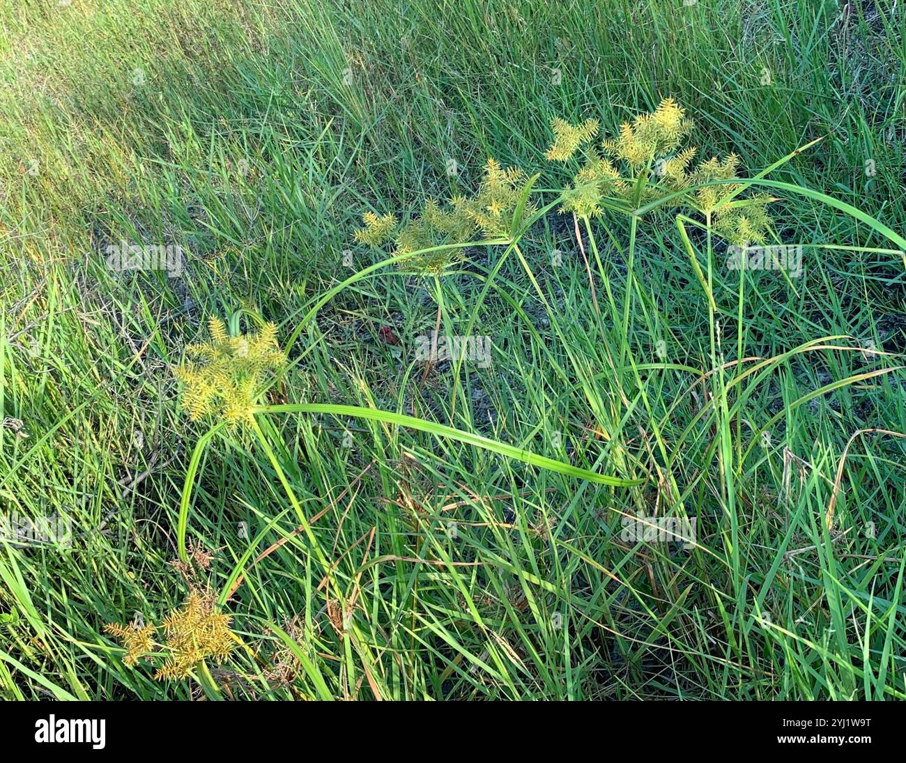 Fragrant flatsedge (Cyperus odoratus Stock Photo - Alamy