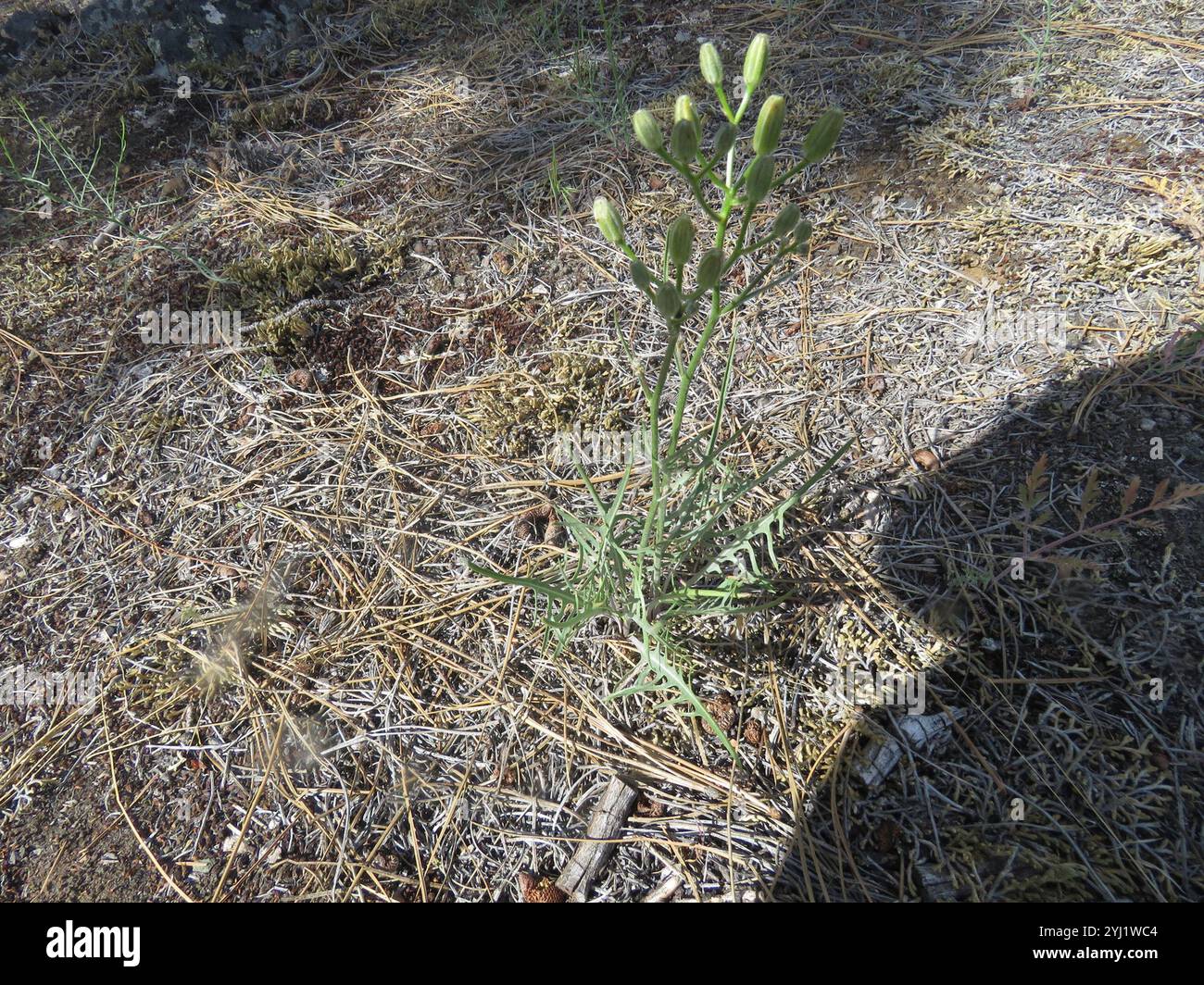 Slender Hawksbeard (Crepis atribarba Stock Photo - Alamy