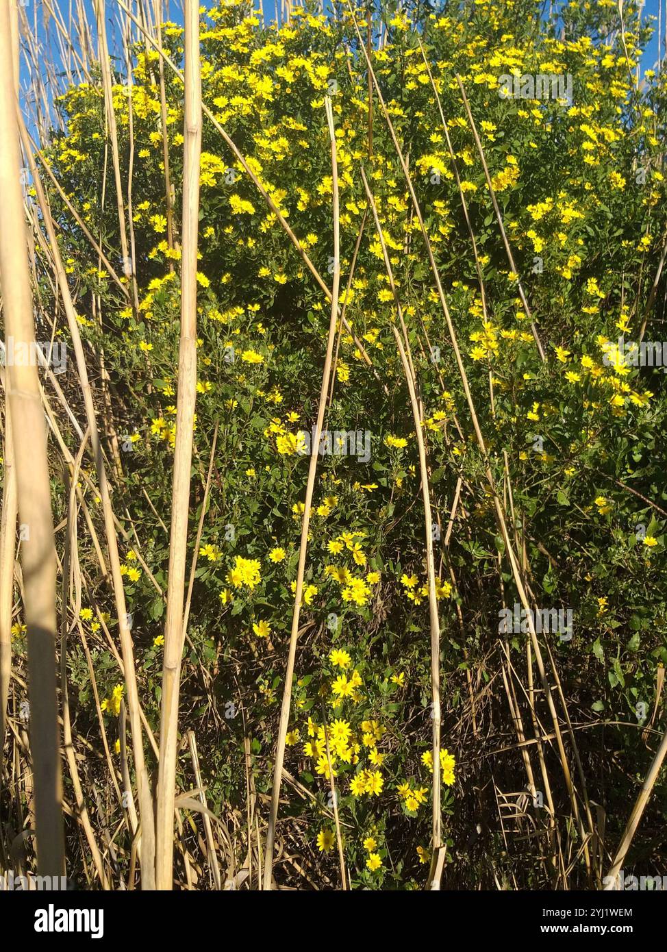 Bietou (Osteospermum moniliferum Stock Photo - Alamy