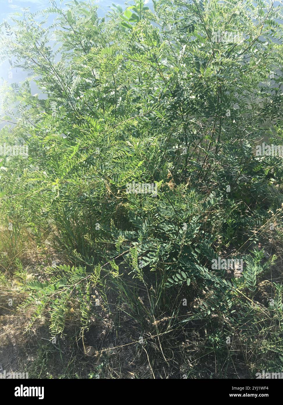 Foxglove Plants False Indigo Bush (Amorpha Fruticosa) Live Plant – 1-2 ...