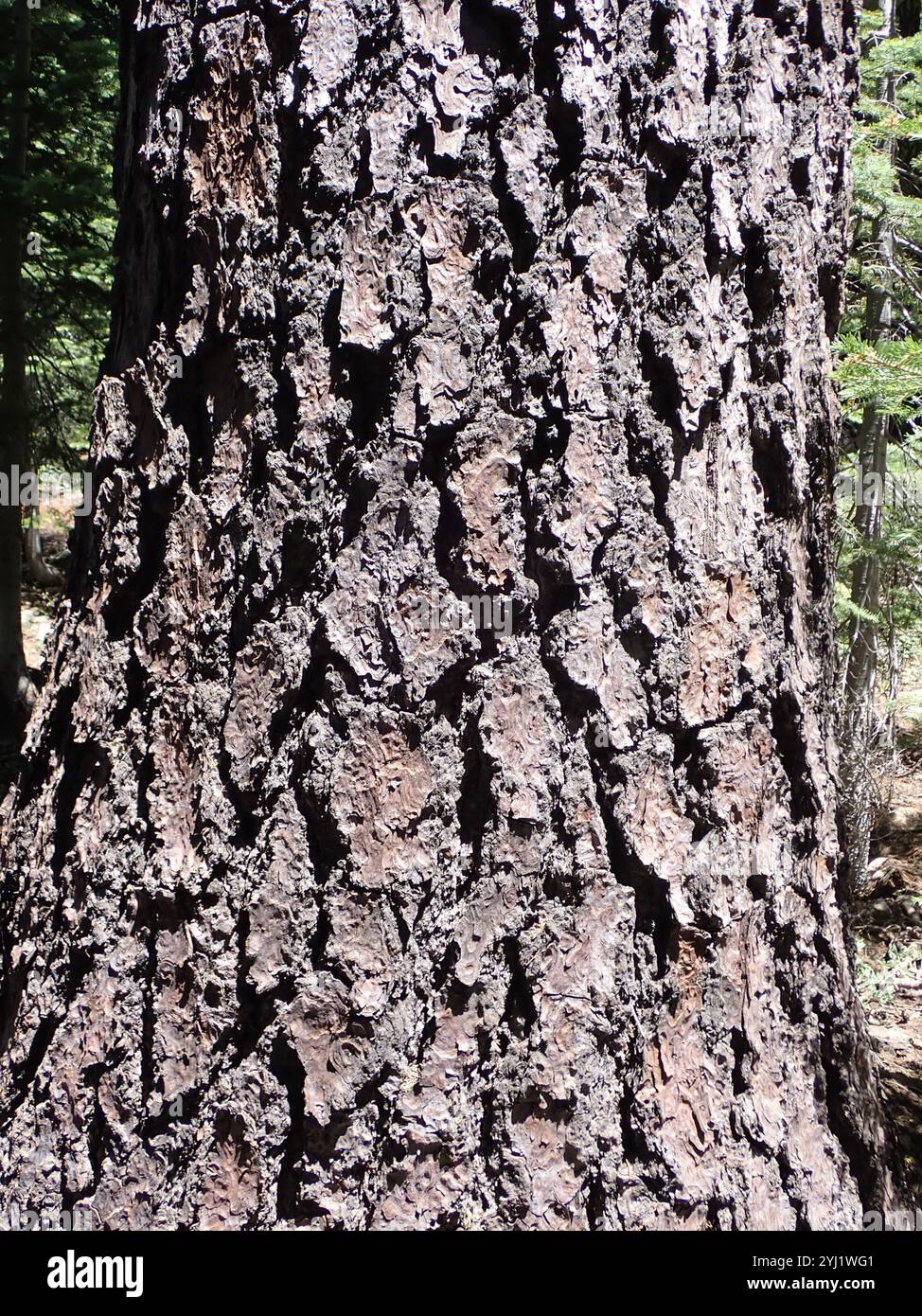 California Red Fir (Abies magnifica magnifica Stock Photo - Alamy