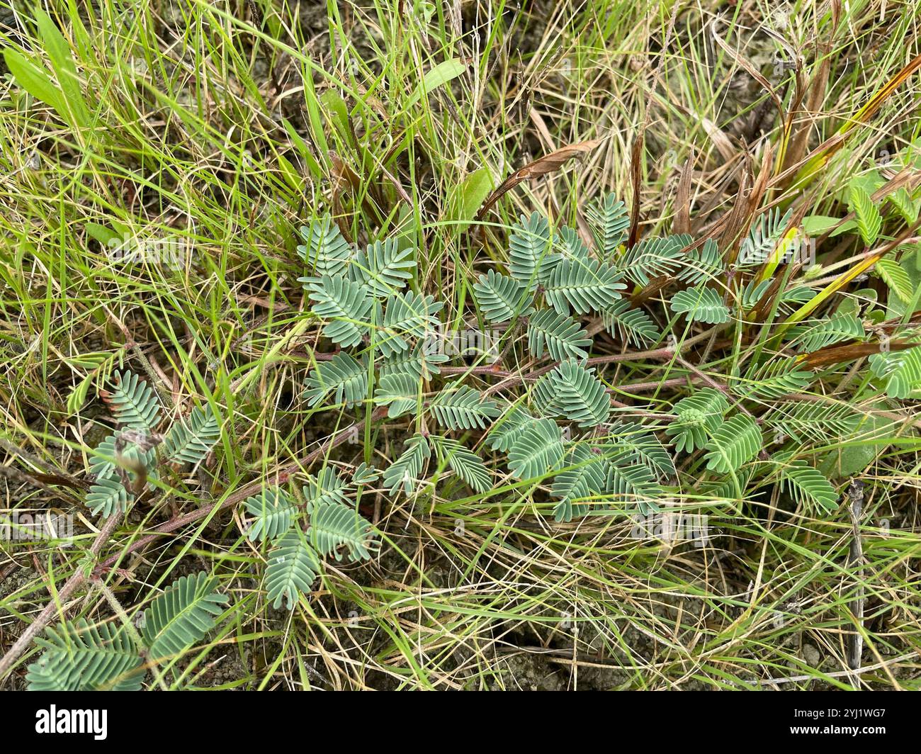 Yellow Puff (Neptunia lutea Stock Photo - Alamy