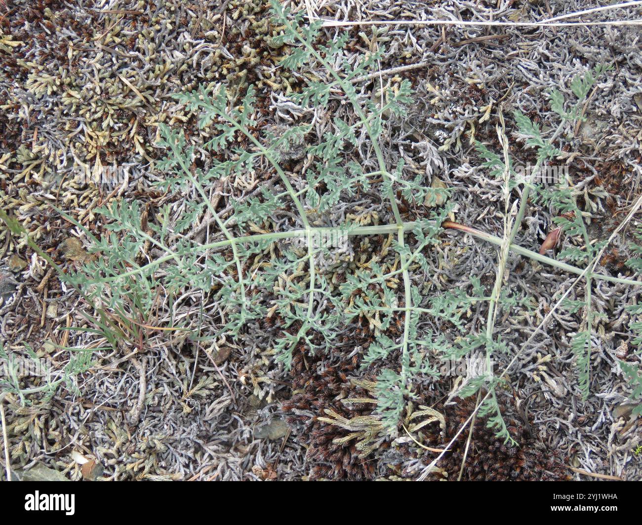 Bigseed hi-res stock photography and images - Alamy