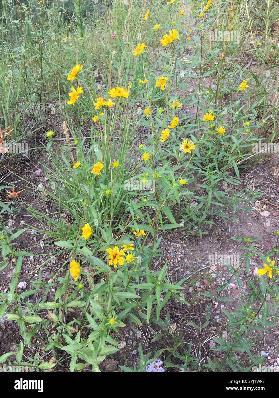 showy goldeneye (Heliomeris multiflora Stock Photo - Alamy