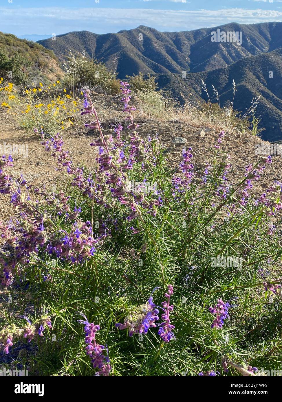 woolly bluecurls (Trichostema lanatum Stock Photo - Alamy