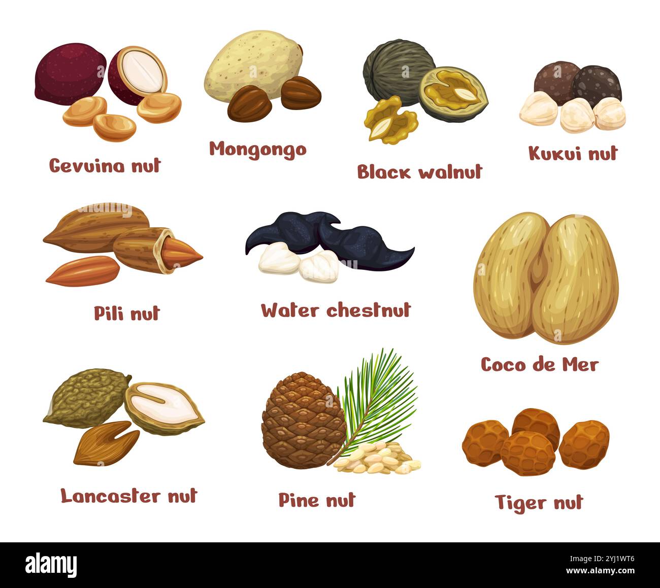 Cartoon uncommon, unusual and unique nuts, vector food. Black walnut ...