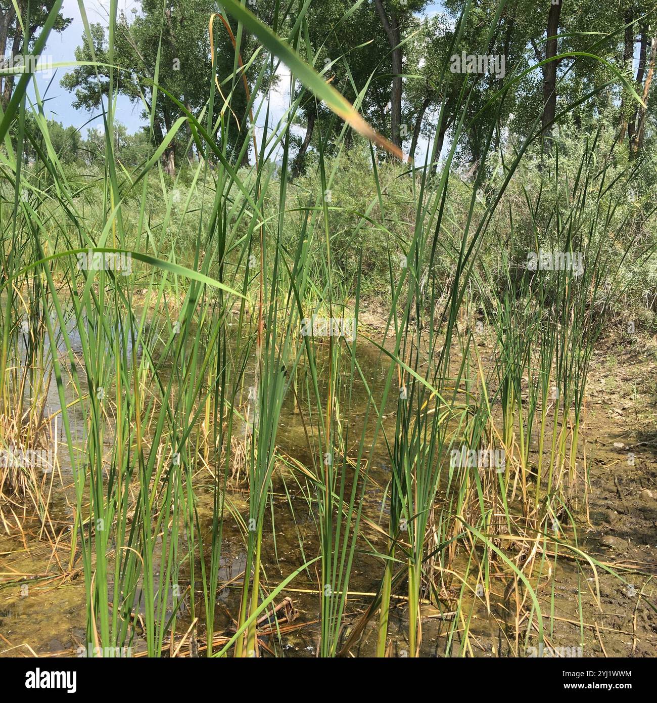 narrow-leaved cattail (Typha angustifolia Stock Photo - Alamy