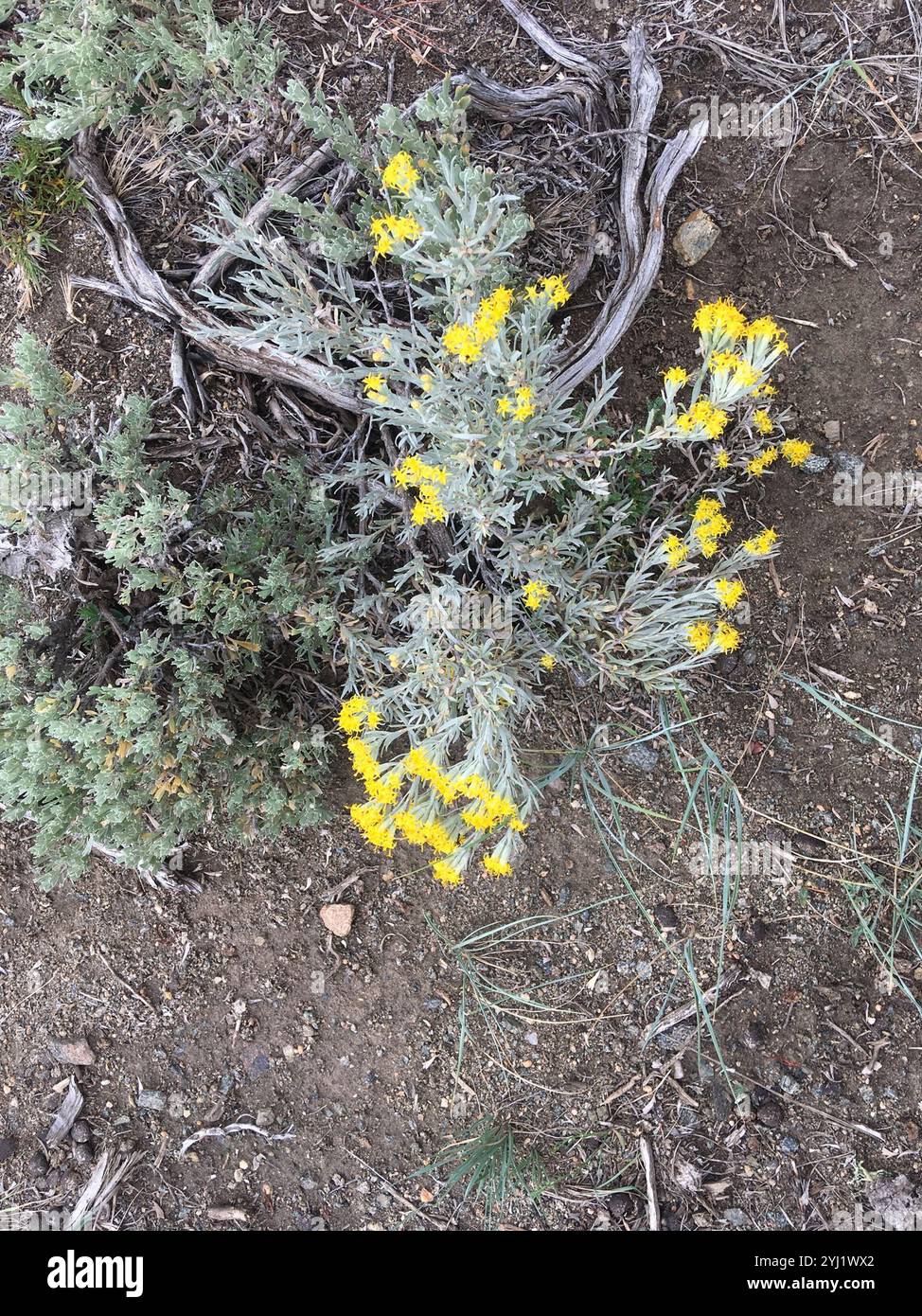 Spineless Horsebrush (Tetradymia canescens Stock Photo - Alamy