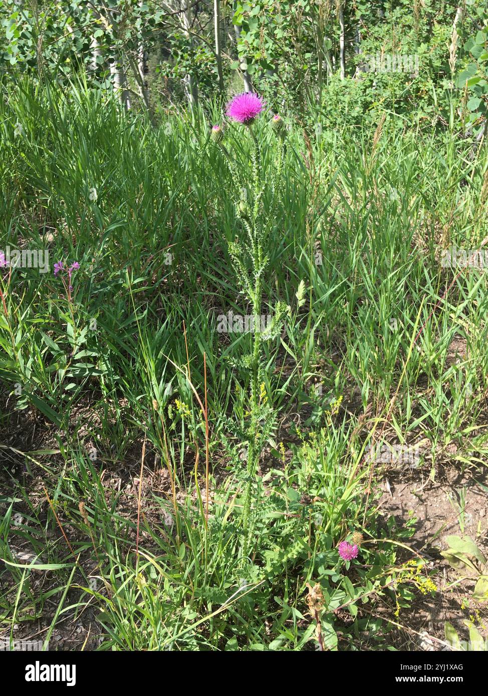 Broad winged thistle hi-res stock photography and images - Alamy