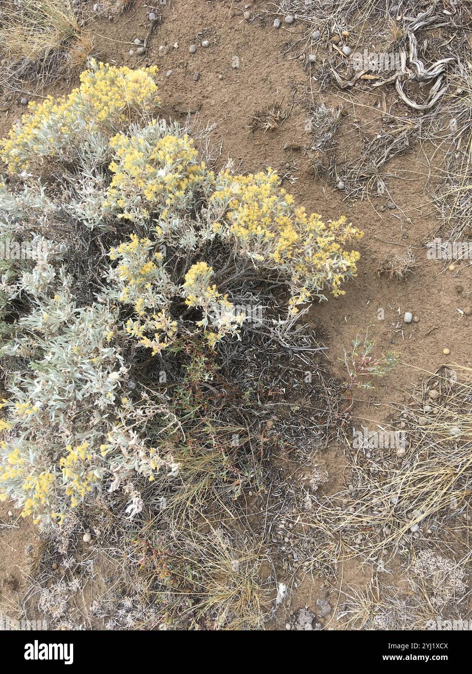 Spineless Horsebrush (Tetradymia canescens Stock Photo - Alamy