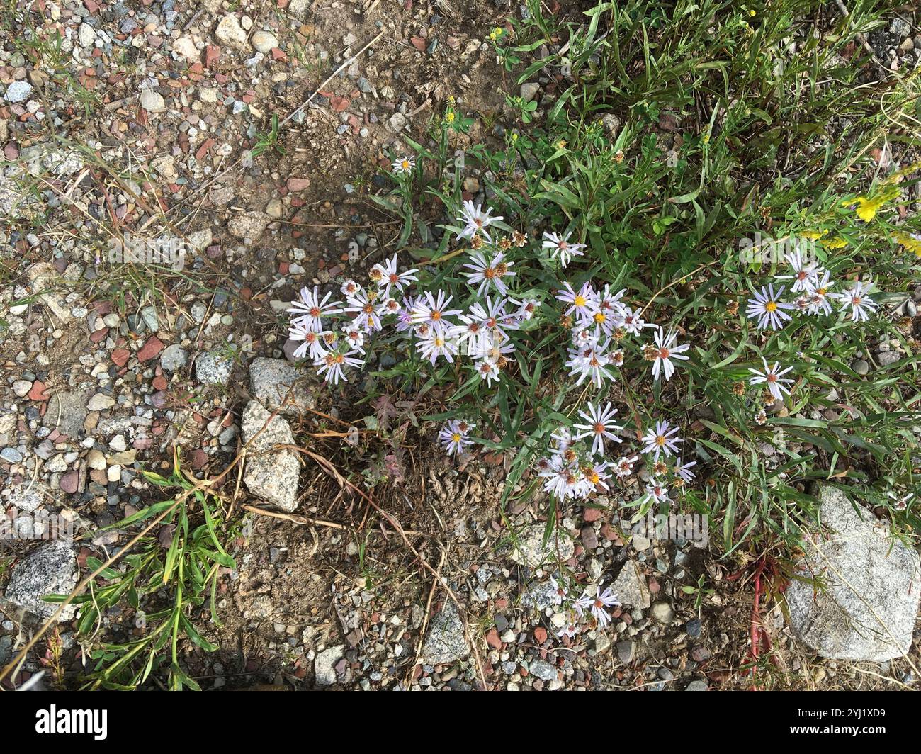 Subalpine Fleabane (Erigeron glacialis Stock Photo - Alamy