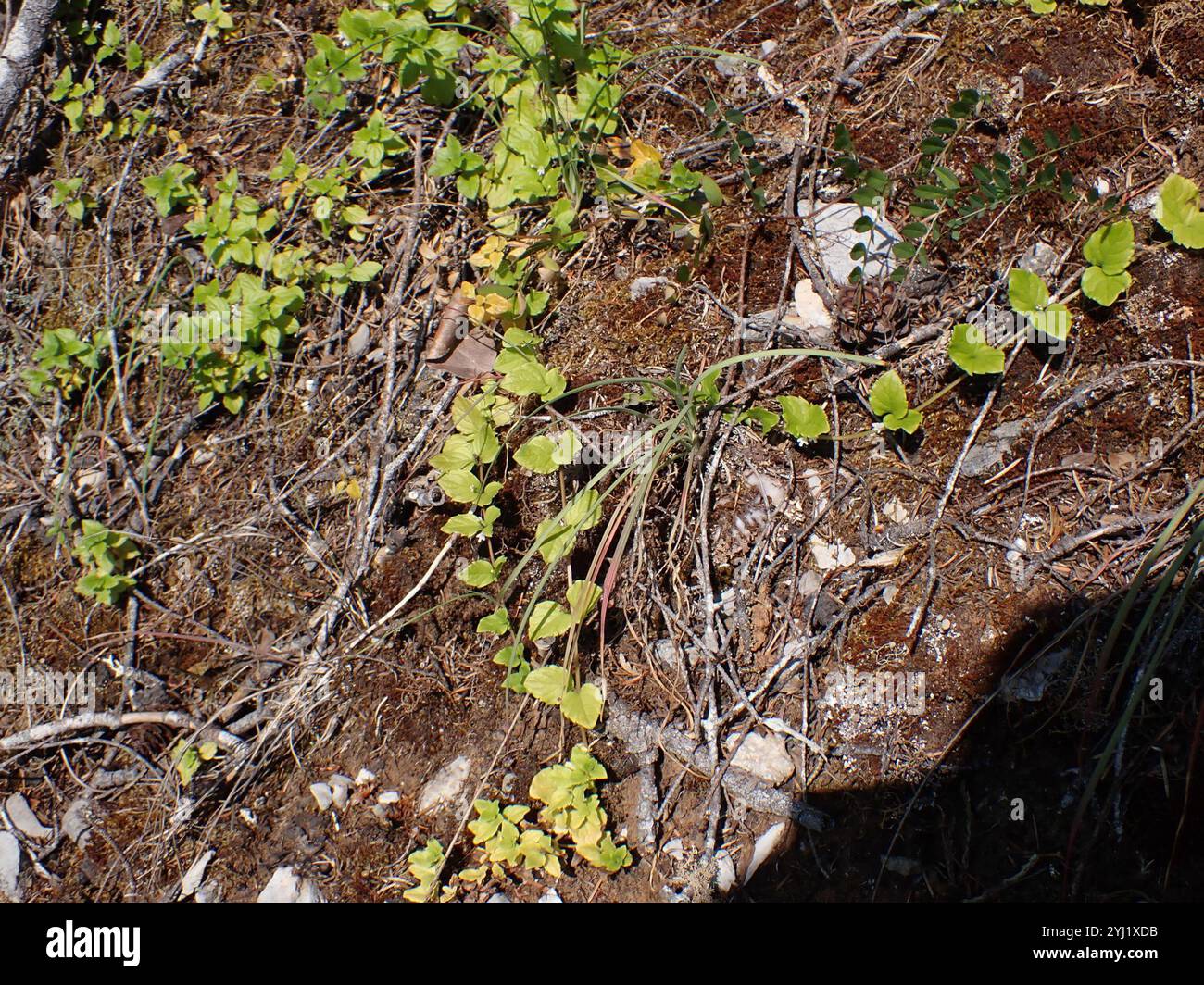 yerba buena (Clinopodium douglasii Stock Photo - Alamy