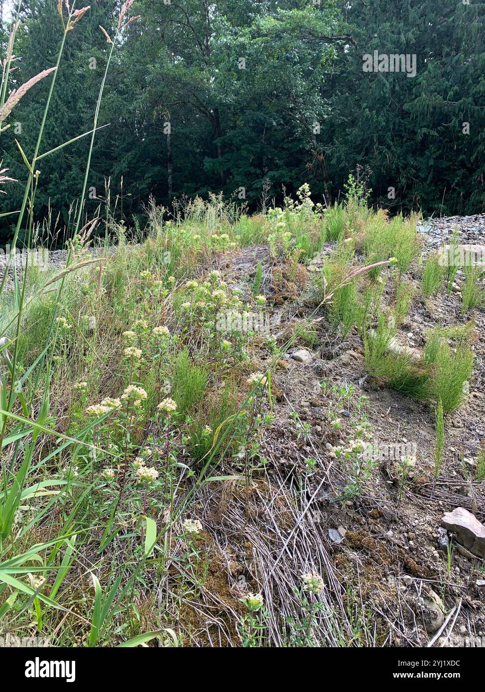 grand collomia (Collomia grandiflora Stock Photo - Alamy