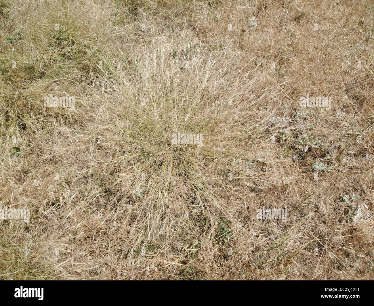 Purple Threeawn (Aristida purpurea Stock Photo - Alamy