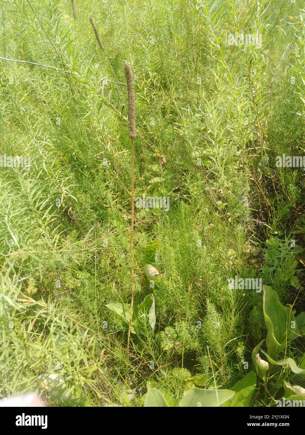 Plantago maxima hi-res stock photography and images - Alamy