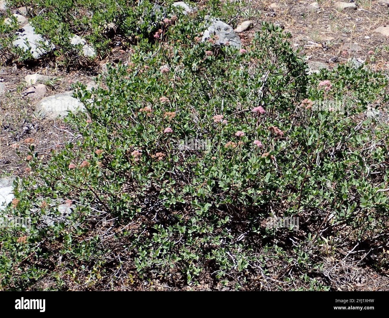 Mountain Spirea (Spiraea splendens Stock Photo - Alamy