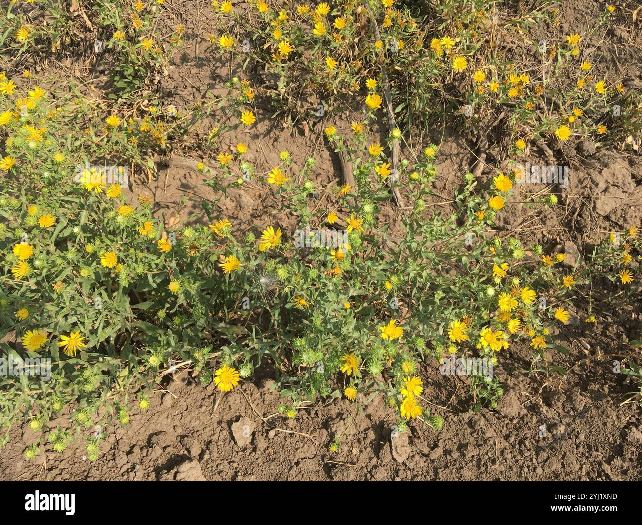 Grindelia squarrosa gumweed hi-res stock photography and images - Alamy