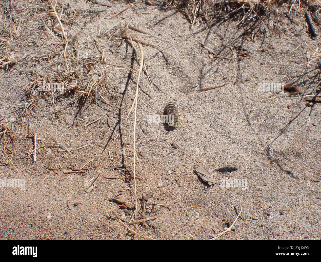 American Sand Wasp (Bembix americana Stock Photo - Alamy