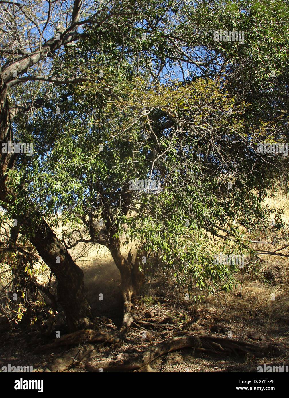 African olive (Olea europaea cuspidata Stock Photo - Alamy