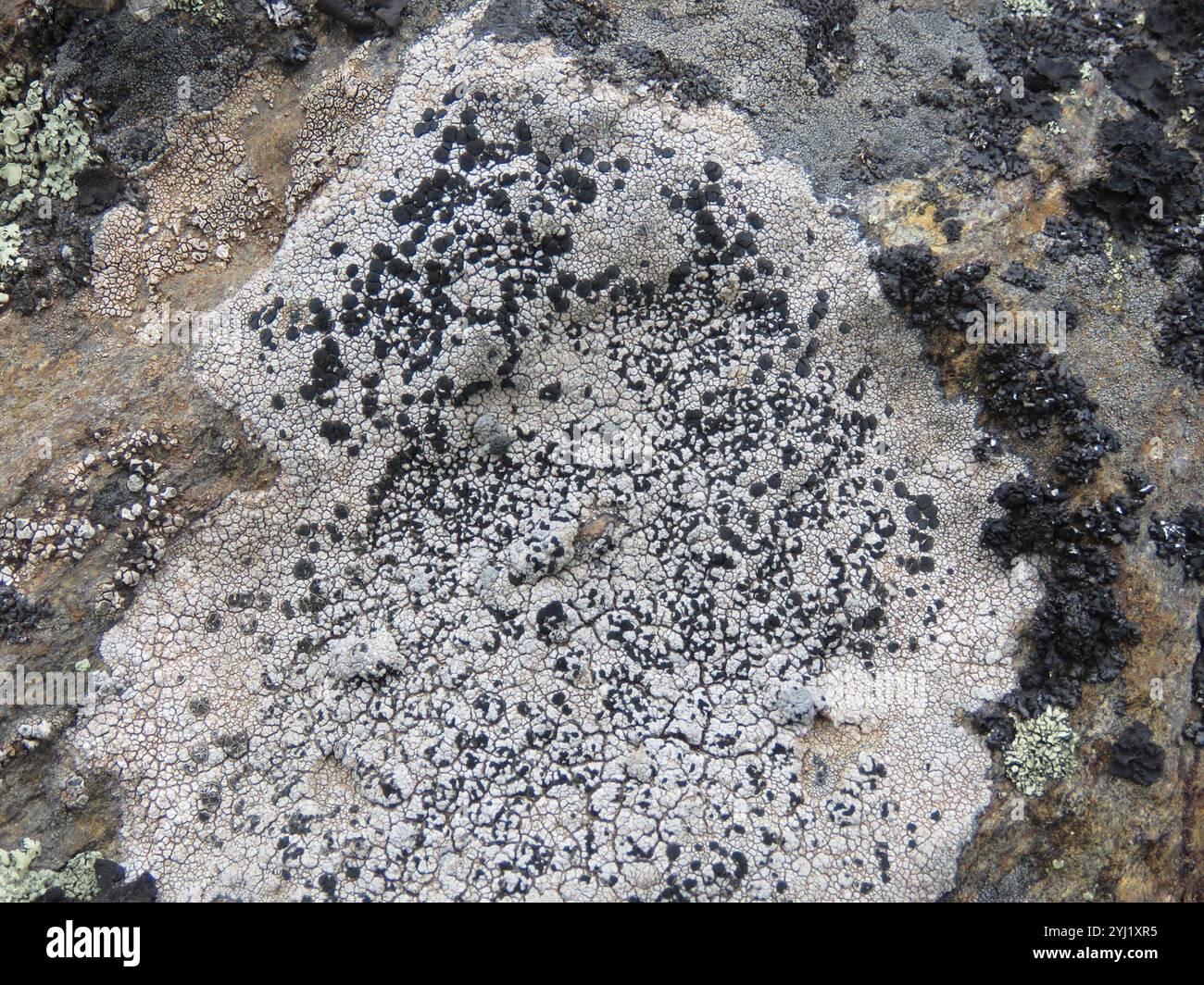 Tile Lichens (Lecidea Stock Photo - Alamy