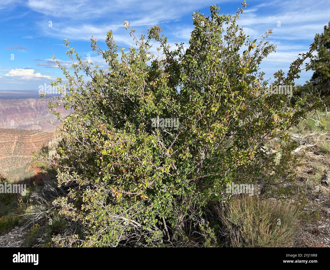 Utah Serviceberry (Amelanchier utahensis Stock Photo - Alamy