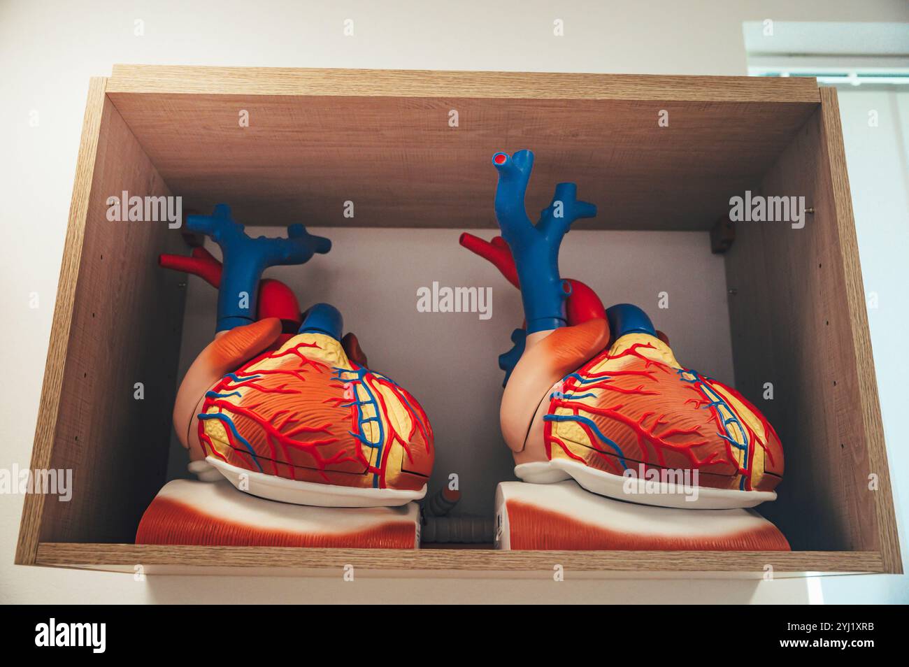 Two Artificial Human Heart Models for Medical Students and Doctors ...