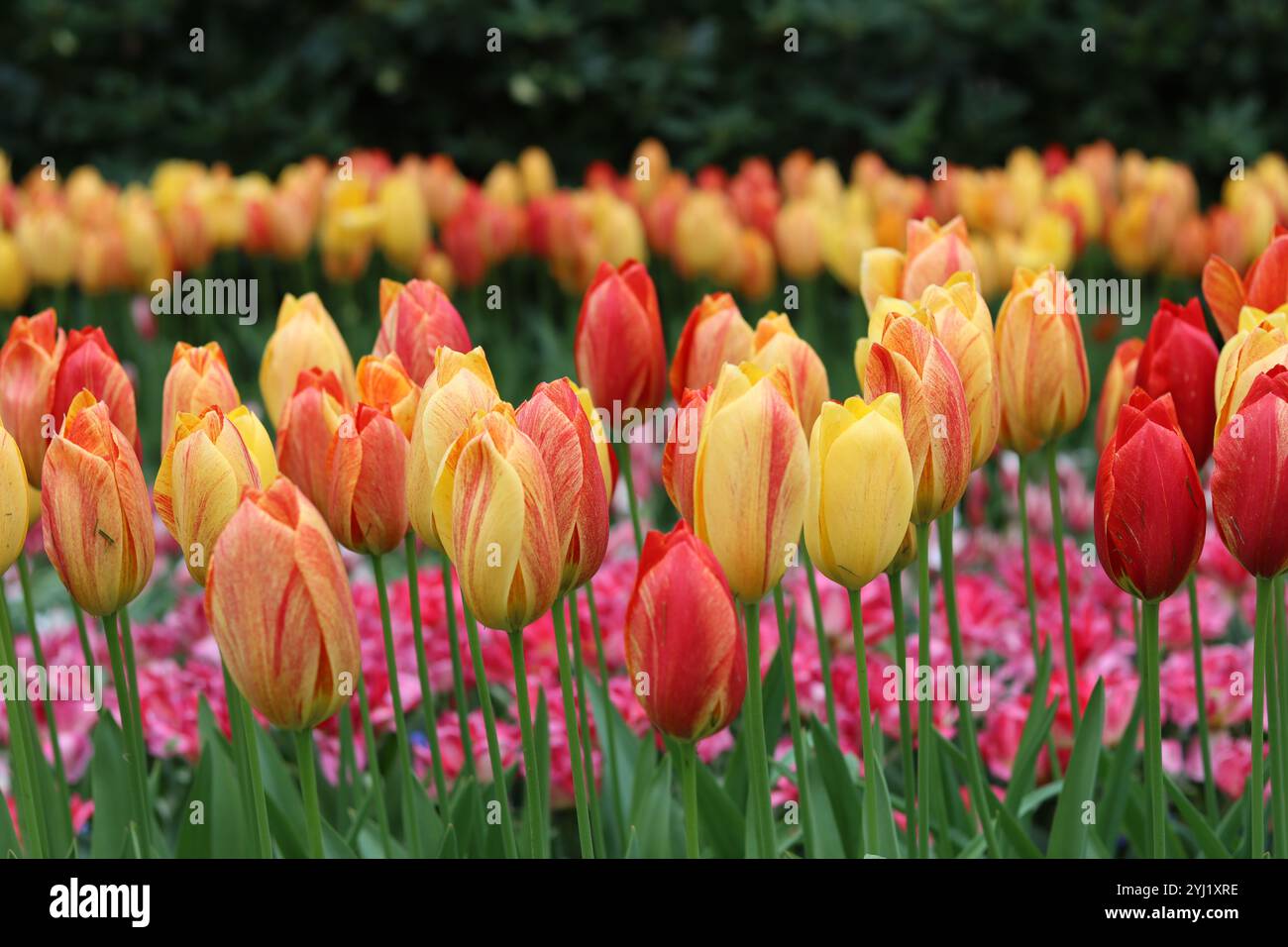 Stunning rows red tulip hi-res stock photography and images - Alamy