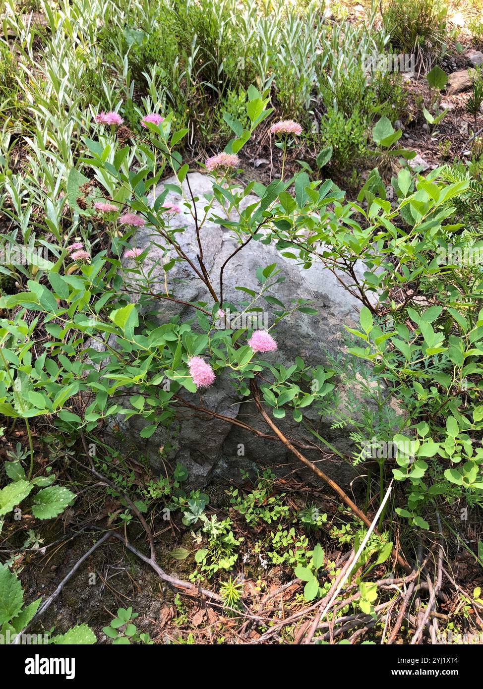 Mountain Spirea (Spiraea splendens Stock Photo - Alamy