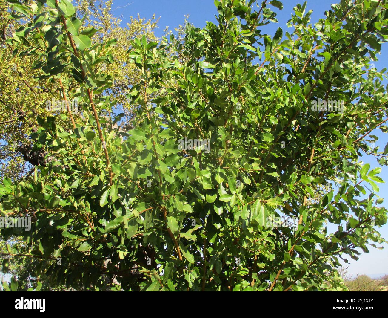Common Wild Fig (Ficus burkei Stock Photo - Alamy