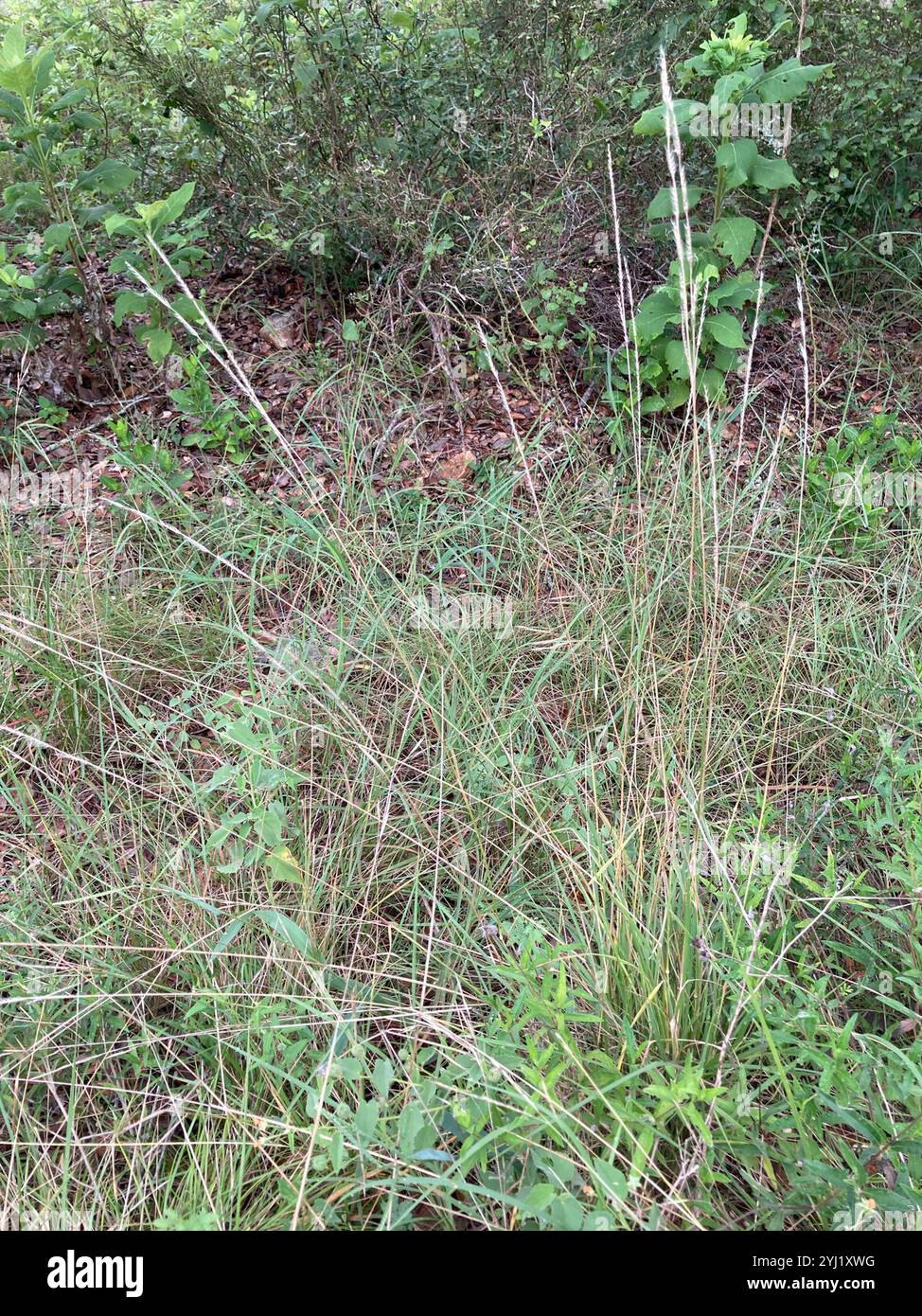 Texas cup grass (Eriochloa sericea Stock Photo - Alamy