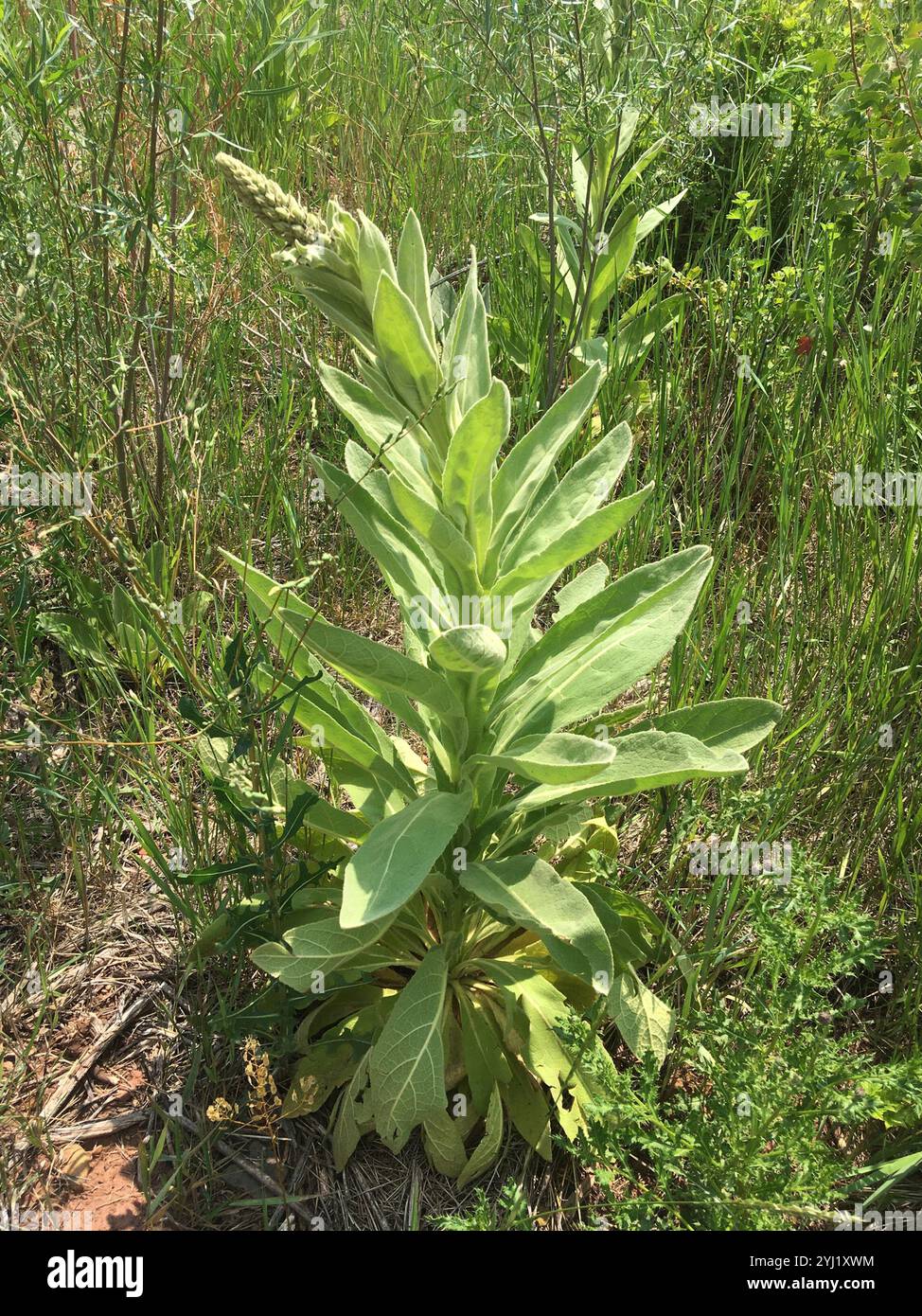 great mullein (Verbascum thapsus Stock Photo - Alamy