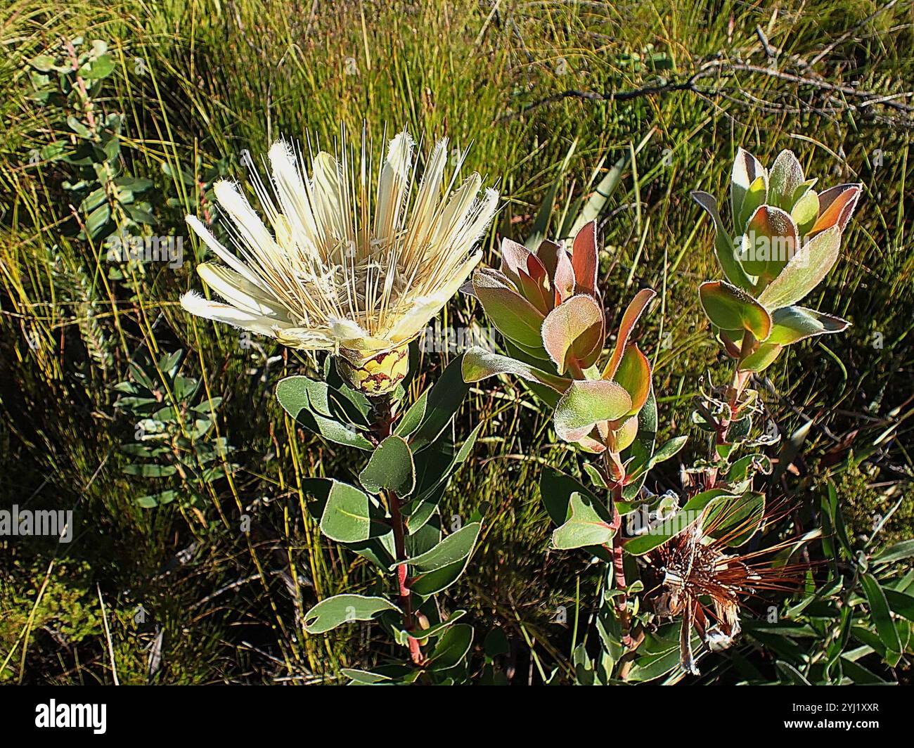 Common Shuttlecock Sugarbush (Protea aurea aurea Stock Photo - Alamy