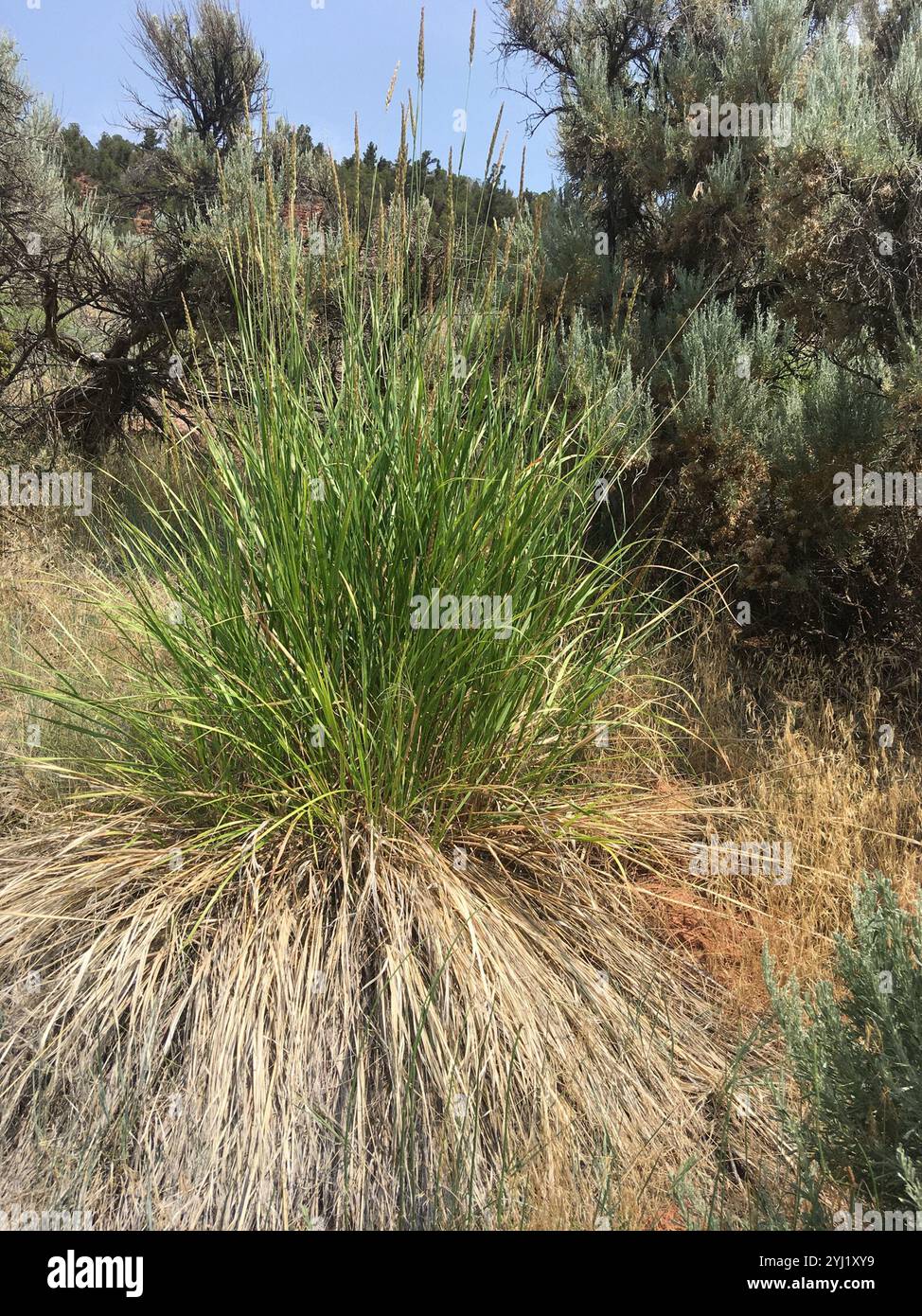 Leymus cinereus hi-res stock photography and images - Alamy