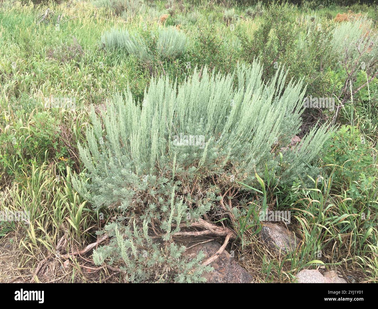 Big Sagebrush (Artemisia tridentata Stock Photo - Alamy