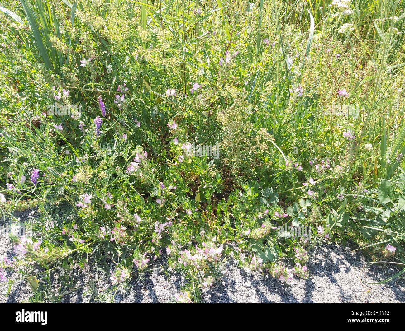 trailing restharrow (Ononis arvensis Stock Photo - Alamy