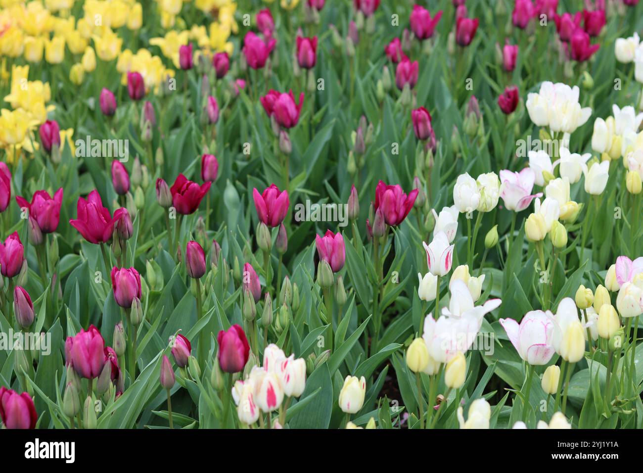 Beautiful bright pink tulips in hi-res stock photography and images - Alamy