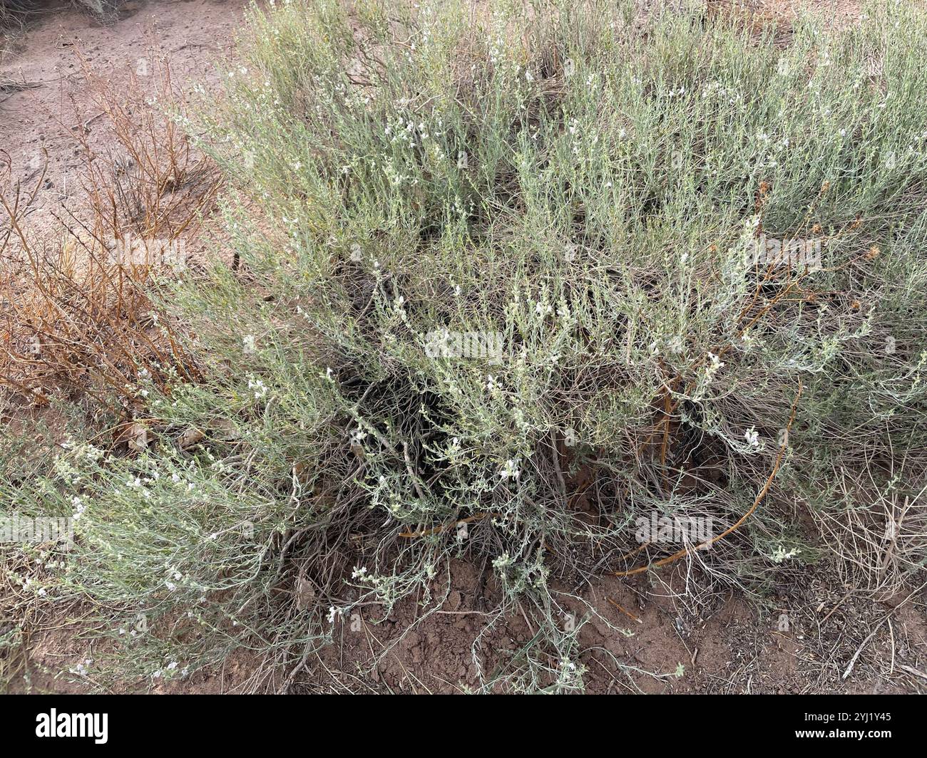 Frosted Mint (Poliomintha incana Stock Photo - Alamy