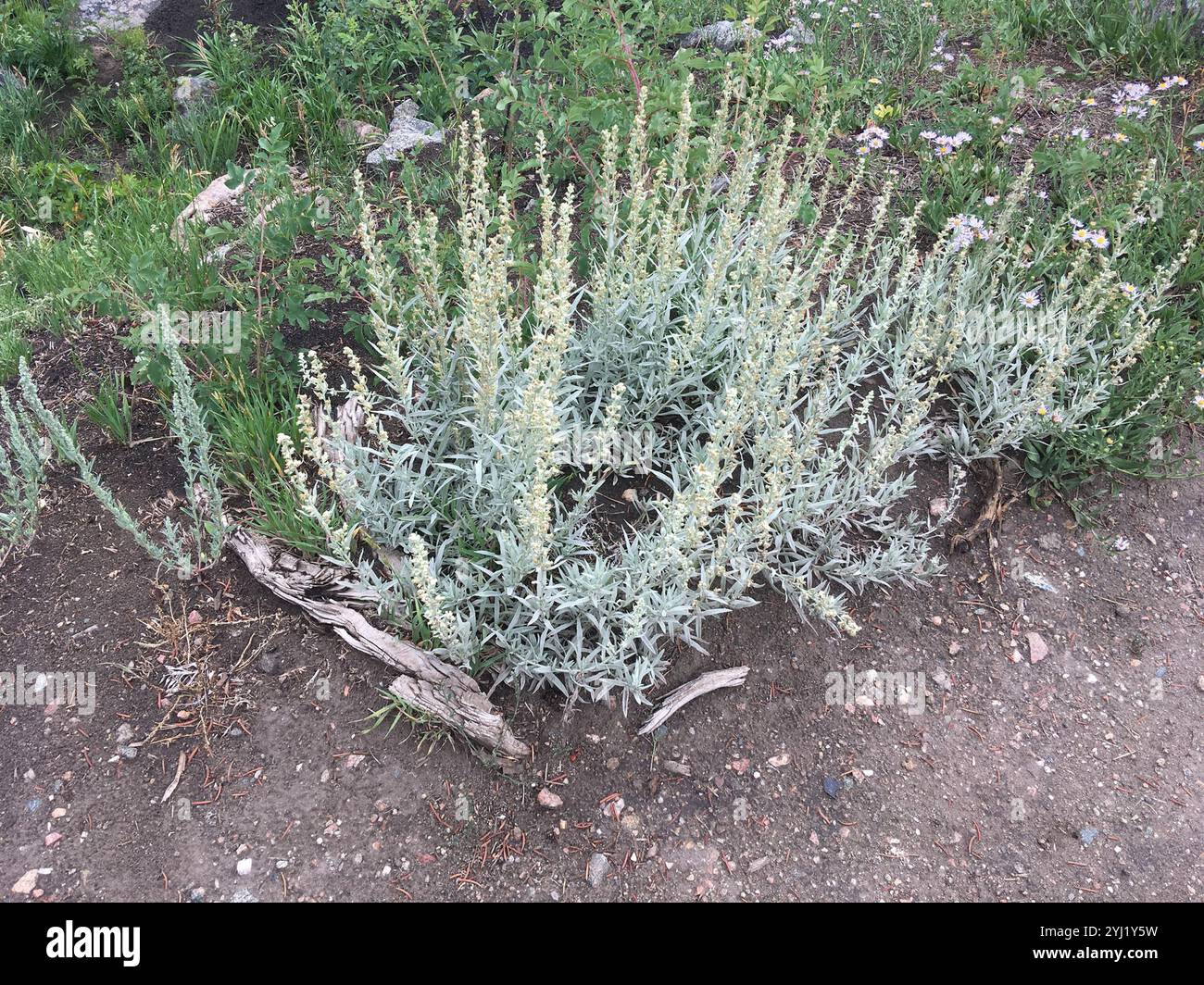 Silver sagebrush artemisia cana hi-res stock photography and images - Alamy