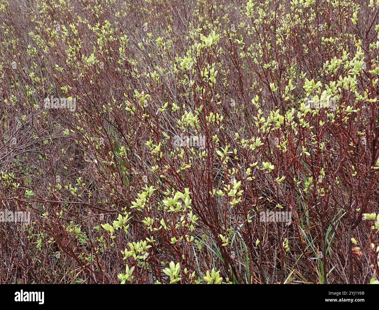 bog myrtle (Myrica gale Stock Photo - Alamy
