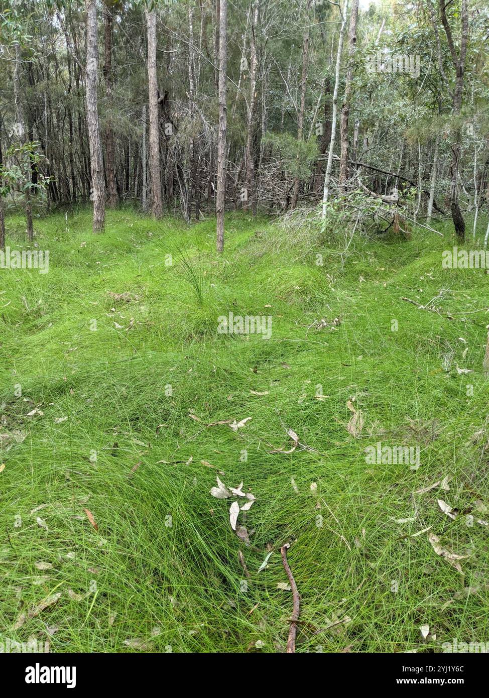 Feather Sedge (Ptilothrix deusta Stock Photo - Alamy